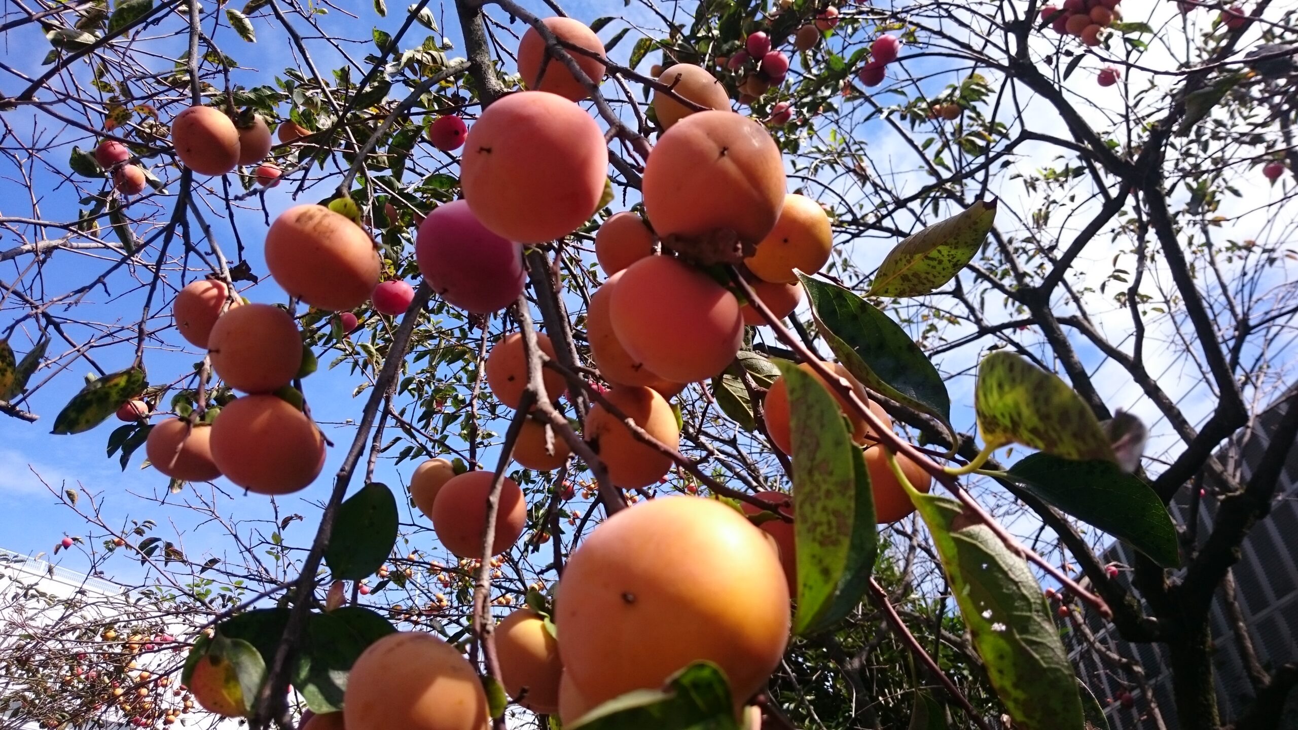 DSC_0535 | 株式会社トランス・グリップ